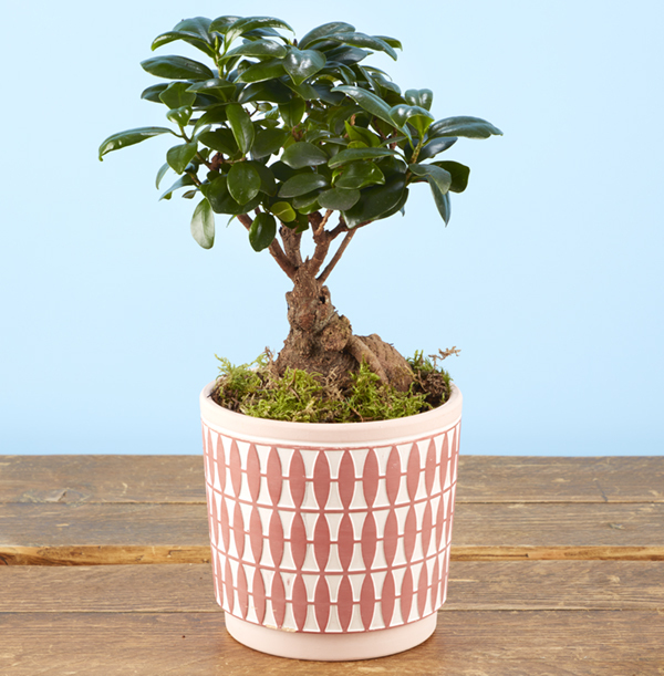 Bonsai Tree | Funky Pigeon